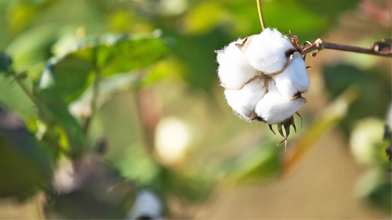 Report of Impact on Cotton Plants of Bore well Water and Bore Well Wat ...