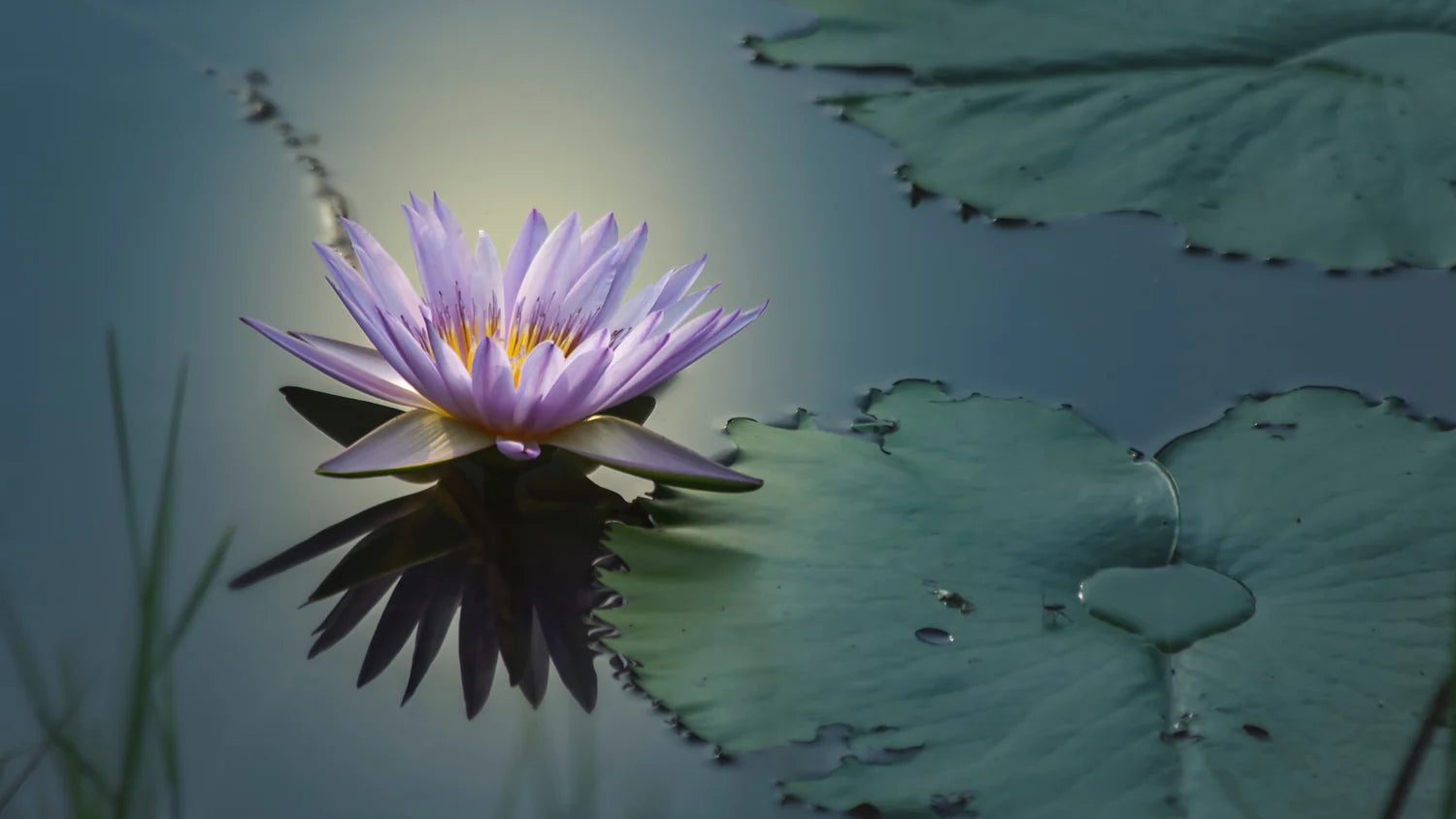 Mantra Pushpam : Water Holds the Key – Jiva Water